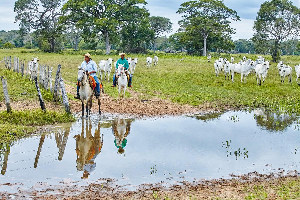 Tiago Lima Marcelino: Tesouro pantaneiro - Planeta