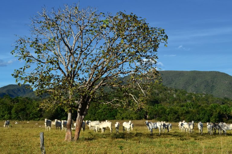 O Cerrado - a savana brasileira - está agonizando
