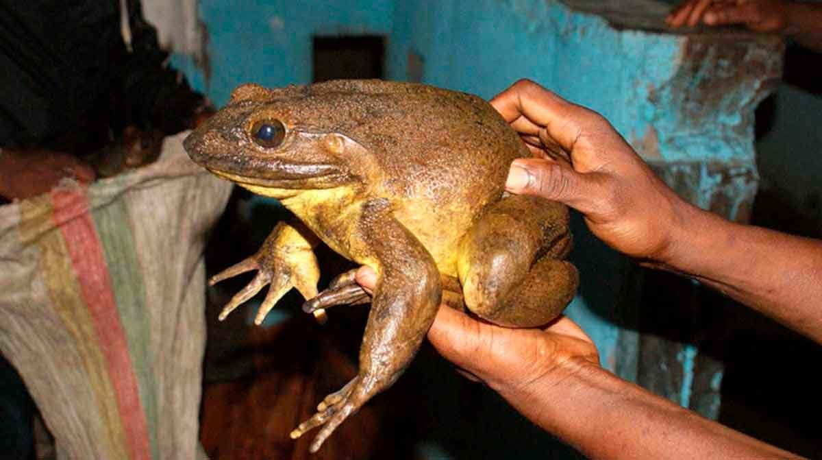 Maior rã do mundo consegue arrastar pedras de até dois quilos - Planeta
