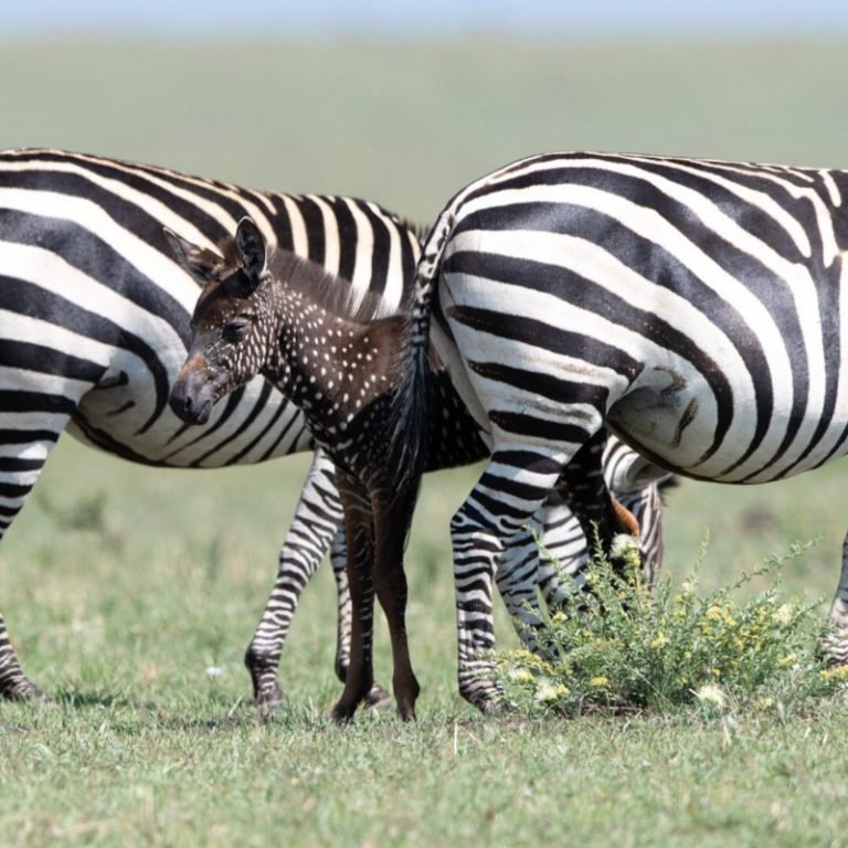 Bebê zebra nasce com pintas pelo corpo, em vez de listras - Planeta