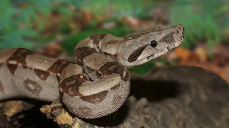 Jiboia enorme está à solta em Sydney, na Austrália - Planeta