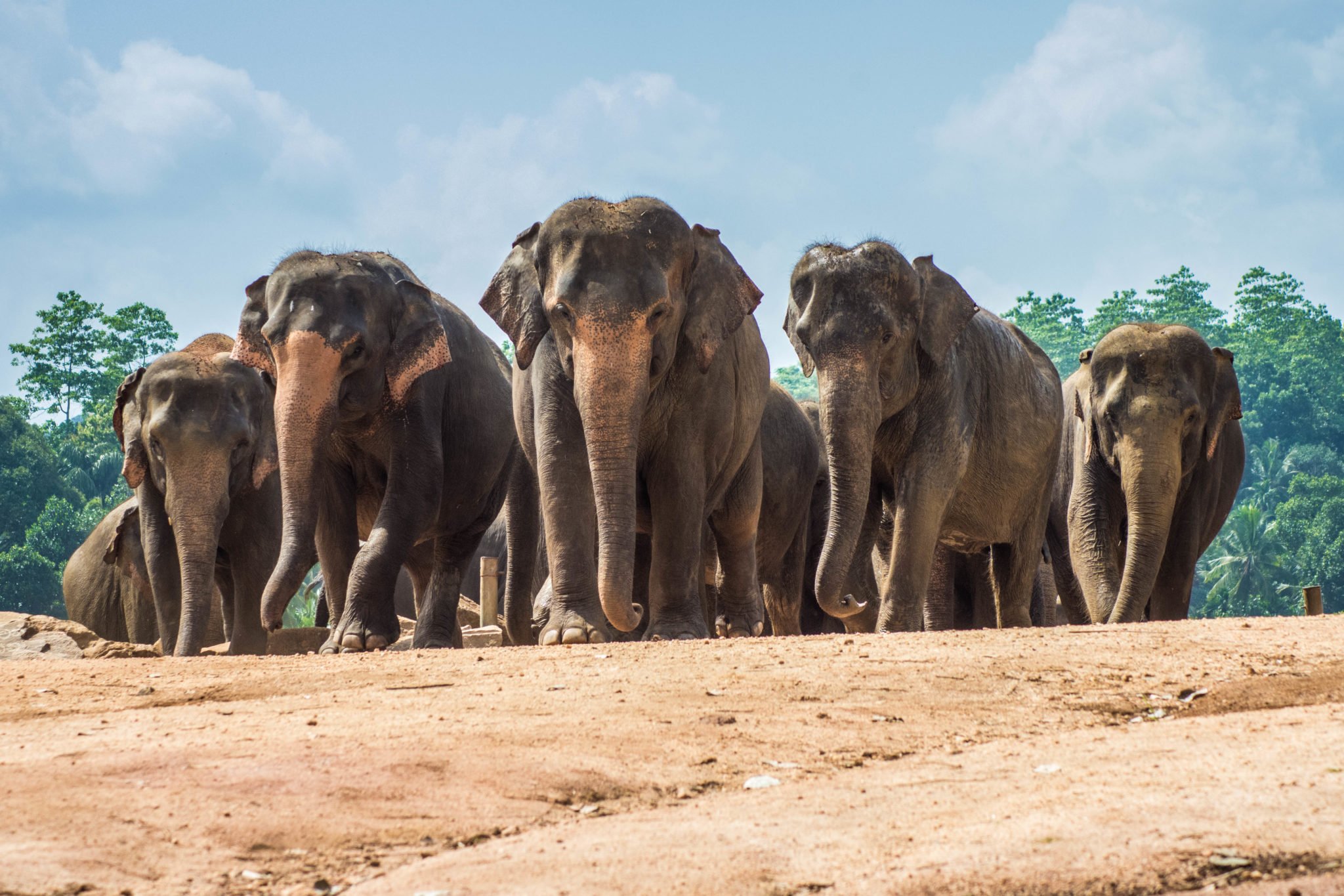 Programação especial na TV para o Dia Mundial do Elefante - Planeta