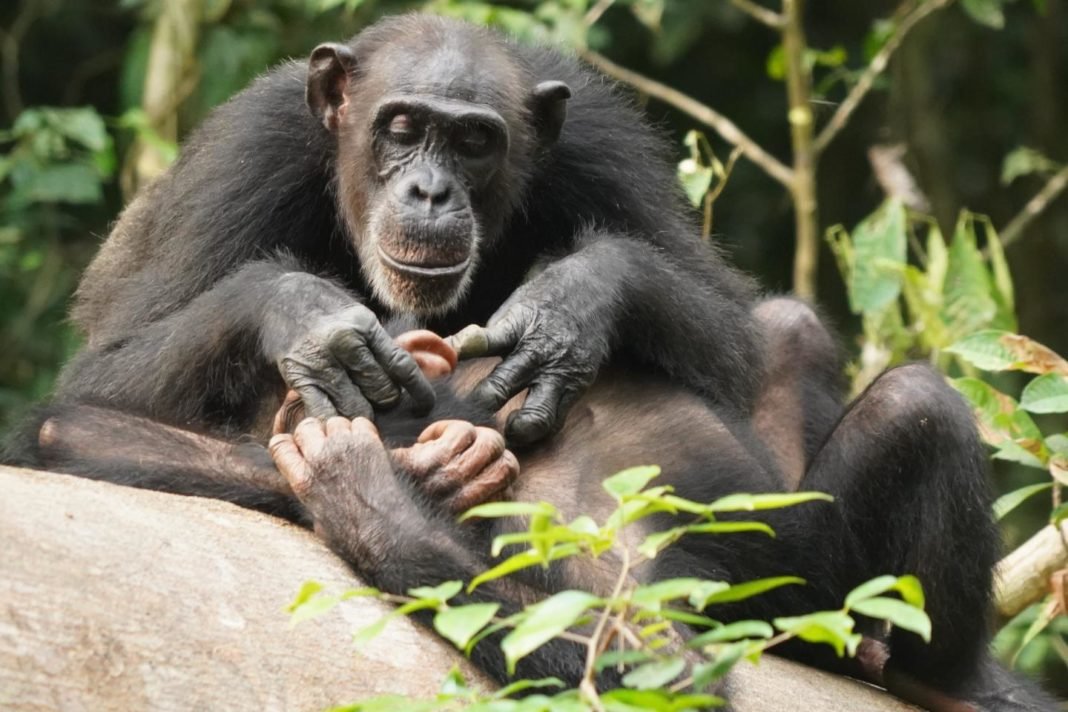 Chimpanzés também sofrem se ficam órfãos antes da idade adulta - Planeta