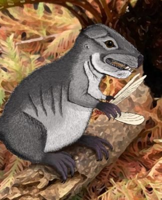 Adelobasileus cromptoni - Planeta