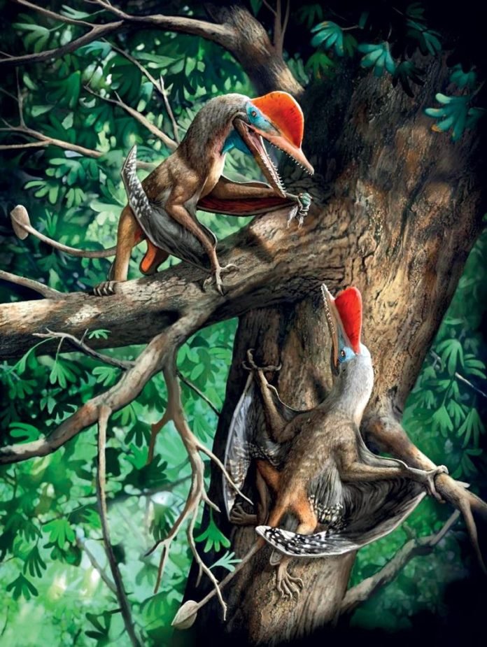 O pterossauro que vivia em árvores - Planeta