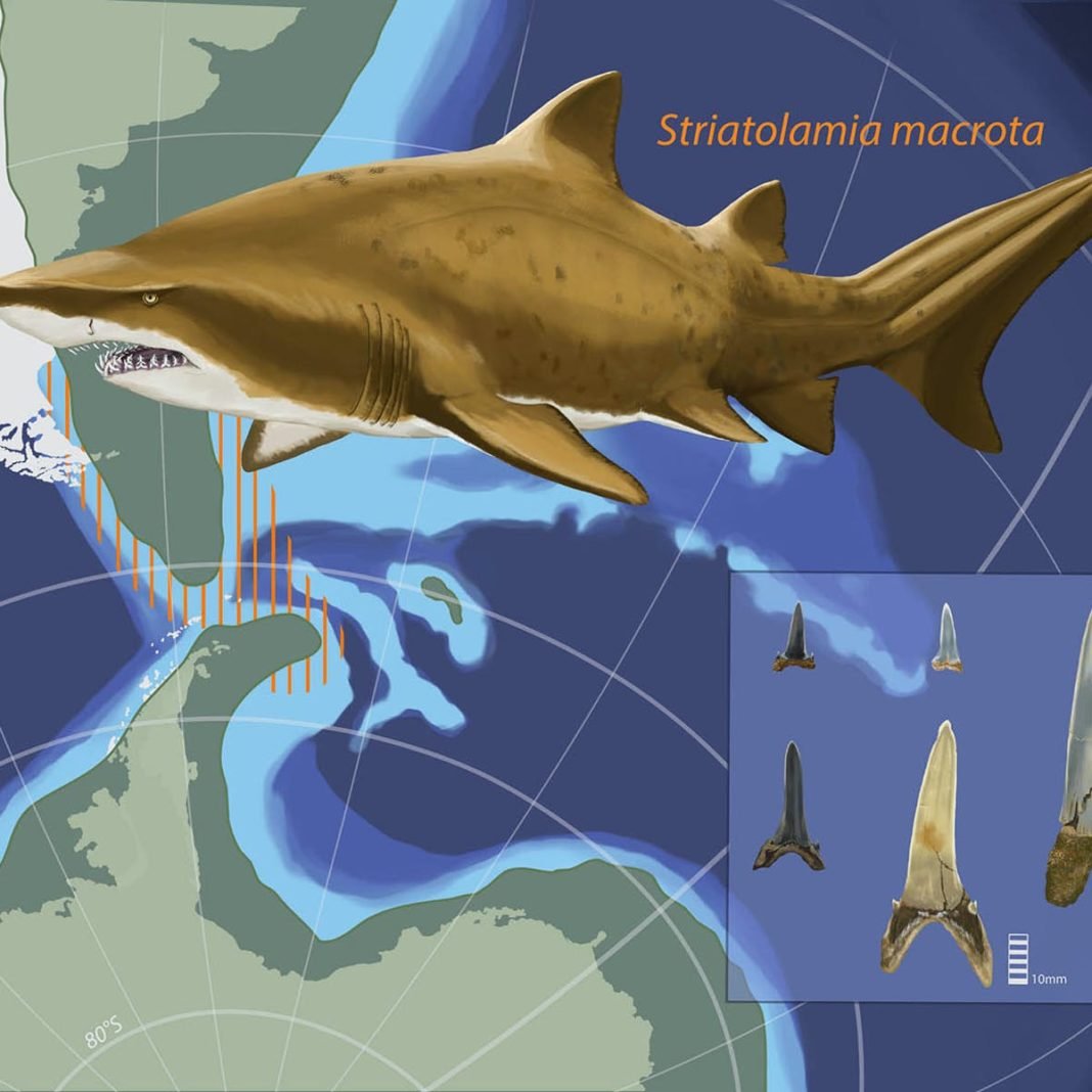 Dentes de tubarões fósseis dão pistas sobre história do clima da Terra ...