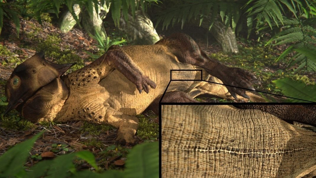 Como era o umbigo de um dinossauro? Confira - Planeta