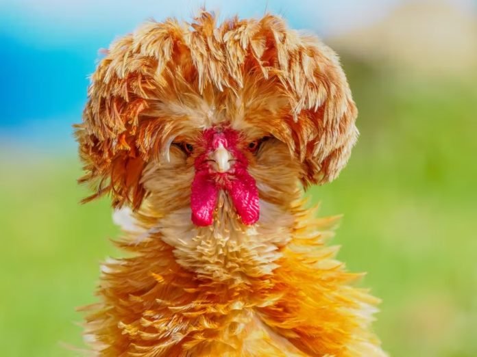 Antes de se tornarem comida humana, galinhas eram consideradas animais ...