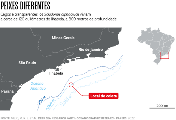 Profundezas do mar do Brasil guardam novos ambientes e espécies - Planeta